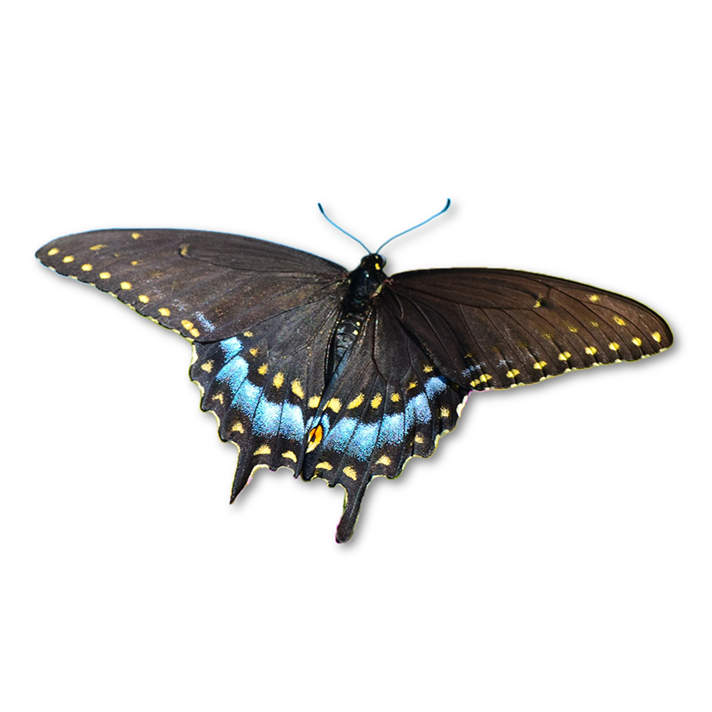 Your Hub for Illinois Pollinators | Illinois Pollinators