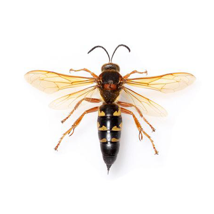 Your Hub for Illinois Pollinators | Illinois Pollinators