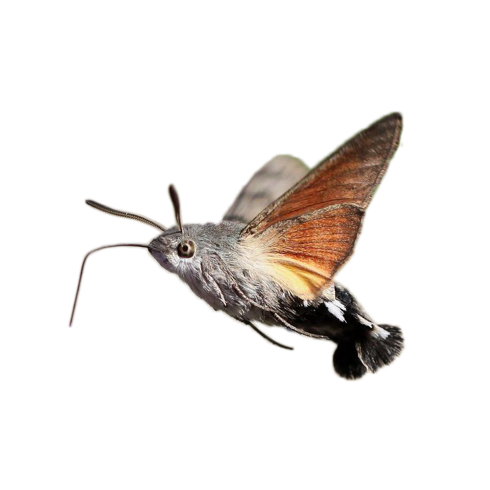 Wasps | Illinois Pollinators