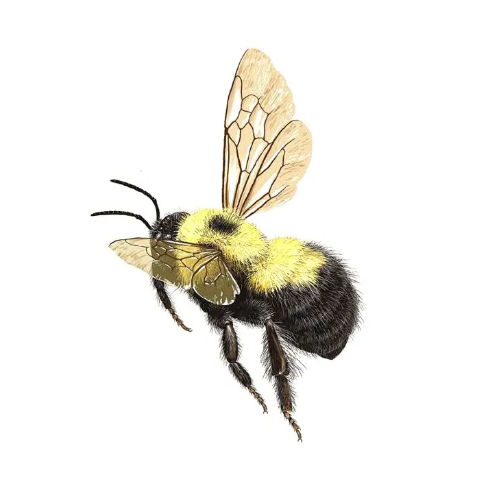 Bees | Illinois Pollinators