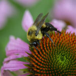 Bees | Illinois Pollinators