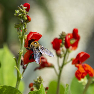 Bees | Illinois Pollinators