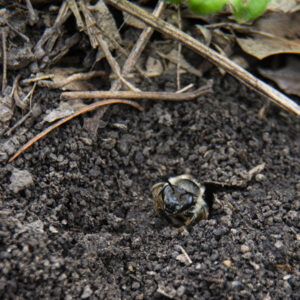 Bees | Illinois Pollinators