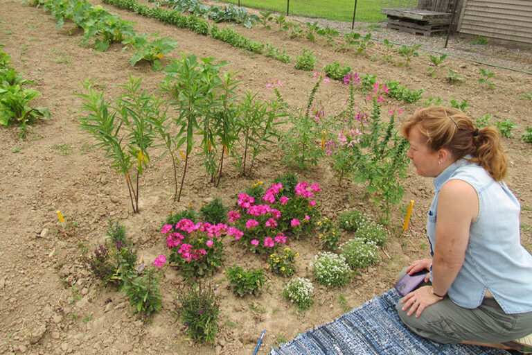 Community Science | Illinois Pollinators