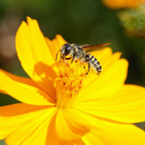 Bees | Illinois Pollinators
