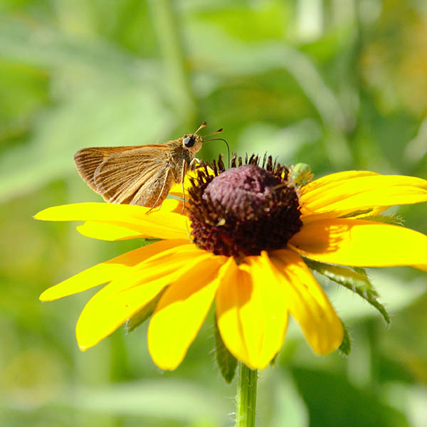 Butterflies | Illinois Pollinators