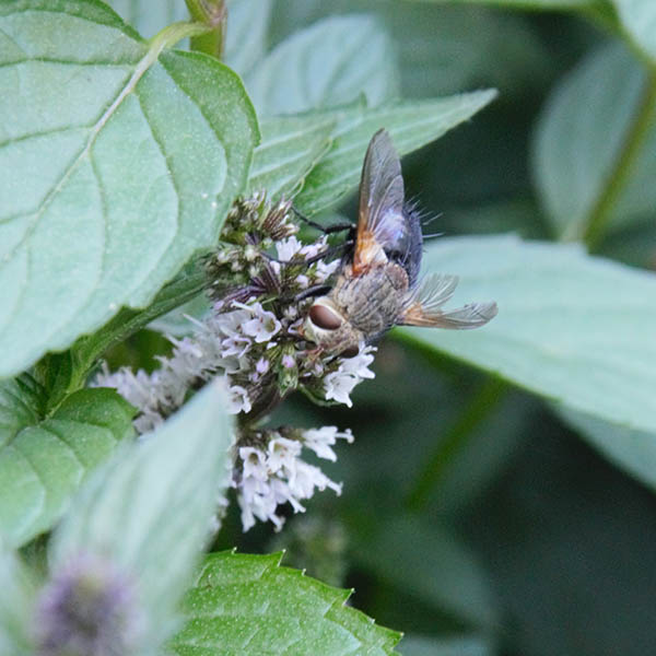 Flies | Illinois Pollinators