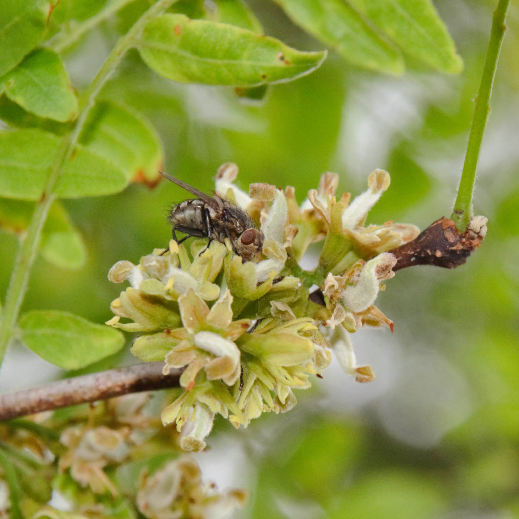 Flies | Illinois Pollinators