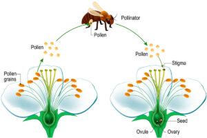 What is Pollination? | Illinois Pollinators