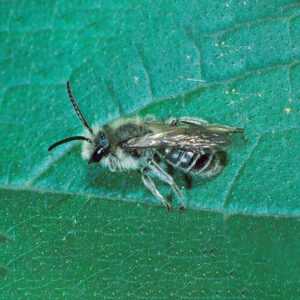 Bees | Illinois Pollinators