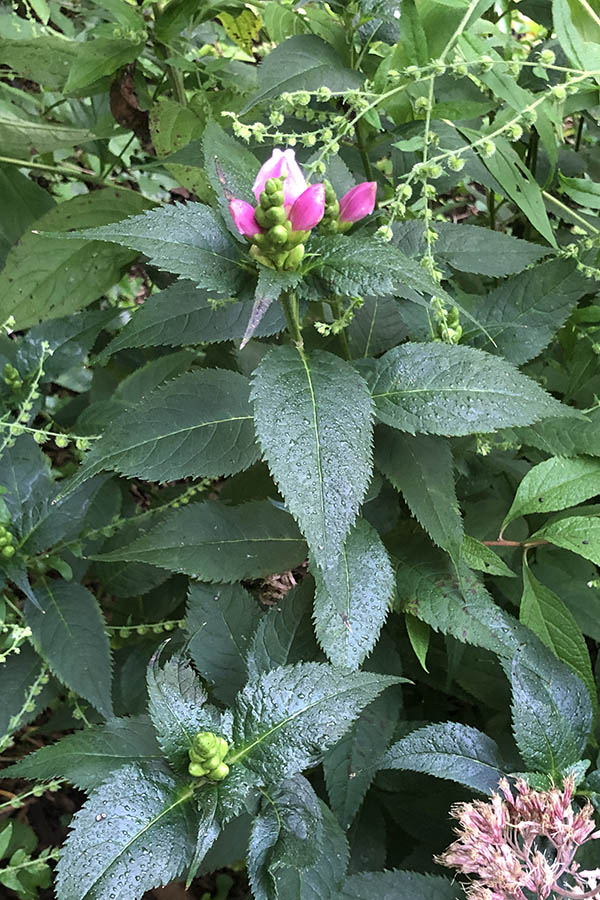 Rose Turtlehead | Illinois Pollinators