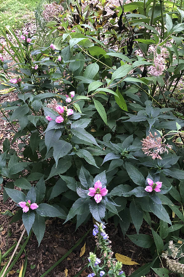Rose Turtlehead | Illinois Pollinators