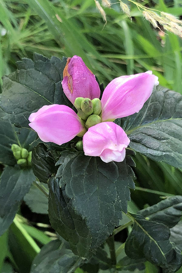 Rose Turtlehead | Illinois Pollinators