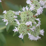 Common Mountain Mint | Illinois Pollinators