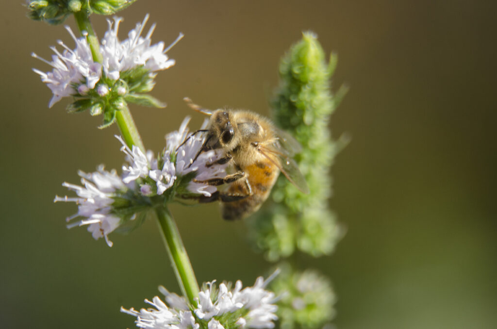 Bees | Illinois Pollinators