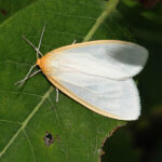 Moths | Illinois Pollinators