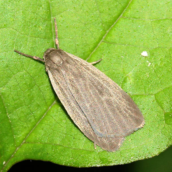 Moths | Illinois Pollinators