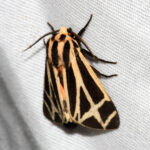 Moths | Illinois Pollinators