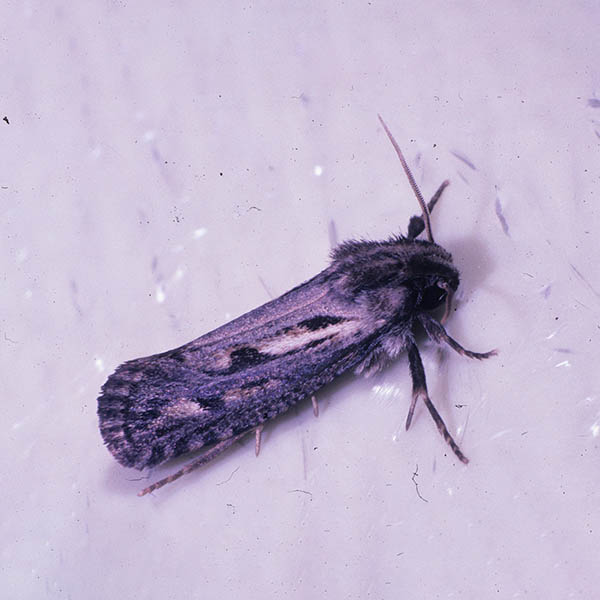 Moths | Illinois Pollinators