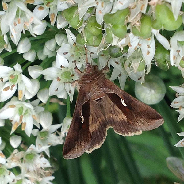 Moths | Illinois Pollinators
