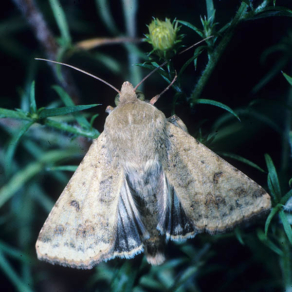 Moths | Illinois Pollinators