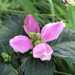 Rose Turtlehead | Illinois Pollinators