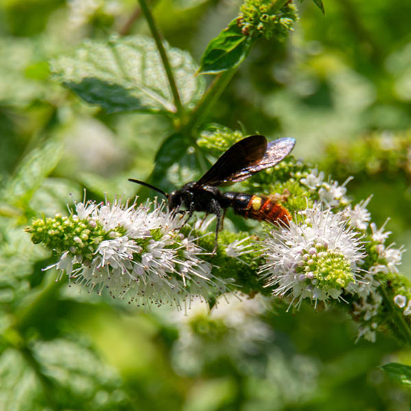 Wasps | Illinois Pollinators