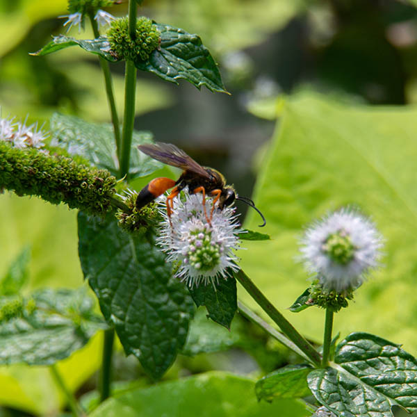Wasps | Illinois Pollinators