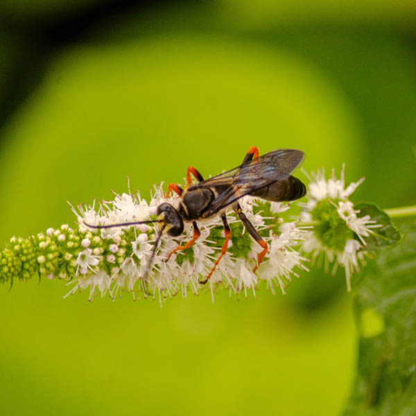 Wasps | Illinois Pollinators