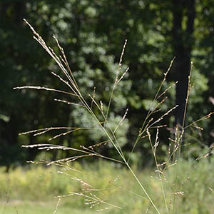 Switchgrass | Illinois Pollinators
