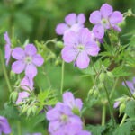 Your Hub for Illinois Pollinators | Illinois Pollinators