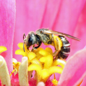 Bees | Illinois Pollinators
