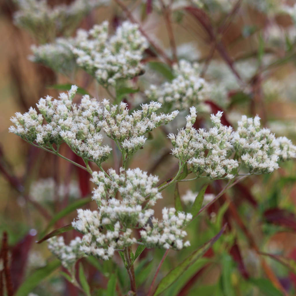 Common Boneset | Illinois Pollinators