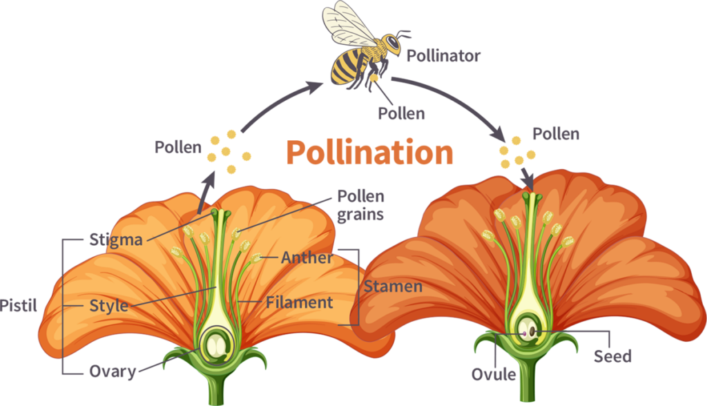 What is Pollination? | Illinois Pollinators