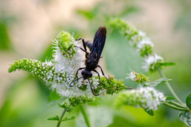 Wasps | Illinois Pollinators